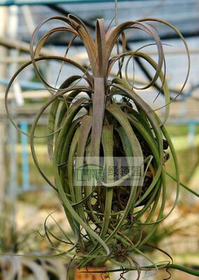 展示  空凤 T.'Hedi Guiz' (T.exerta x strephylla)喷泉卷