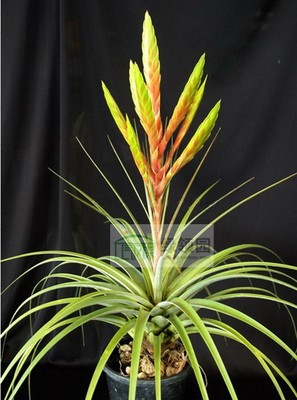 空气凤梨【展示】T.rothii x fasciculata 柔婷×费西