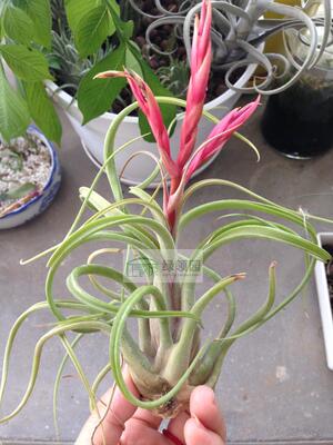 展示 空气凤梨 T. Thriller 女王头×花中花