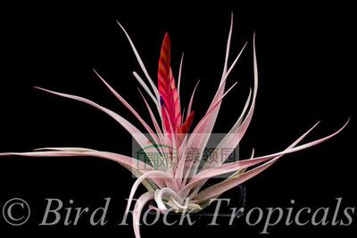 展示 空气凤梨 鸟岩 Tillandsia 'Flaming Spears'空可乐x香槟