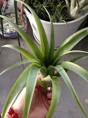 展示 空气凤梨 Tillandsia Capitata X