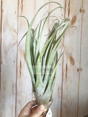 空气凤梨 热带珍品 Tillandsia Naranja斯大师香槟质感园艺种
