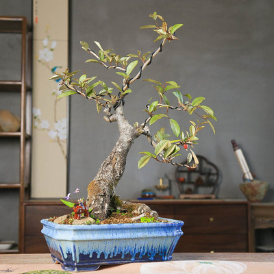 孤品胡秃子老桩原生挂果造型树大