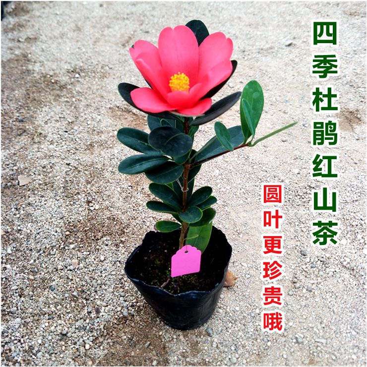 耐热旱稀有茶花开花不断室内盆栽阳台庭院绿植杜鹃红山茶花苗热卖