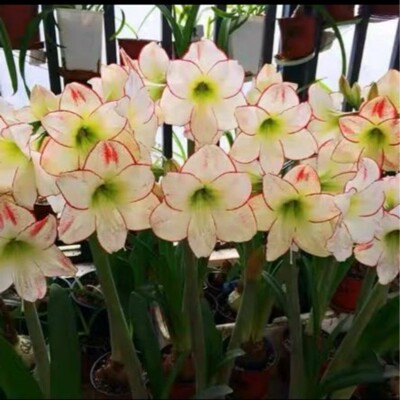 毕加索秘鲁进口那朵花园艺