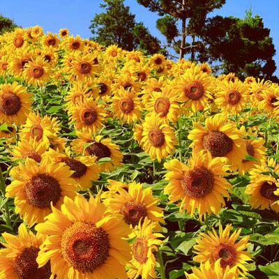 向日葵种子四季种易活开花庭院室外花籽食用矮杆高杆观赏葵花种子