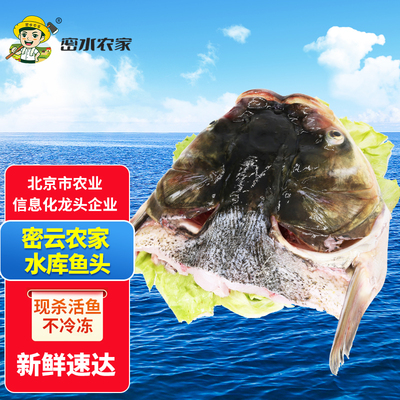 密云农家水源地新鲜鱼头