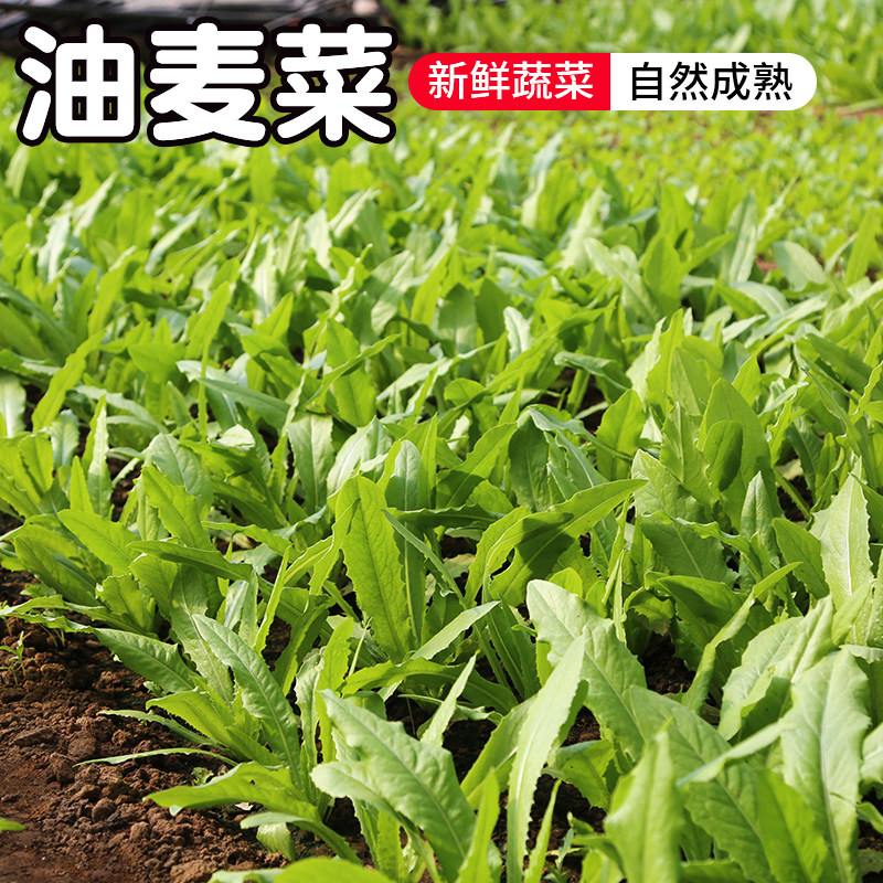 密云农家 当日现采油麦菜 口感鲜脆嫩 可做沙拉 炒拌300g新鲜蔬菜