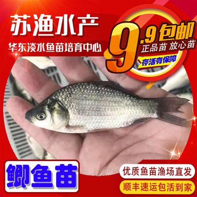 本土鲫鱼苗土鲫银鲫中科鲫黄金鲫