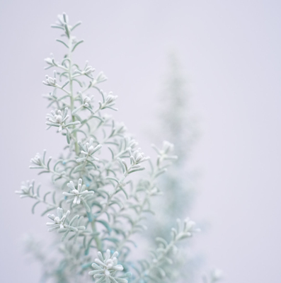 澳洲地肤珍珠  蓝布什高级感银灰色系进口网红小众绿植