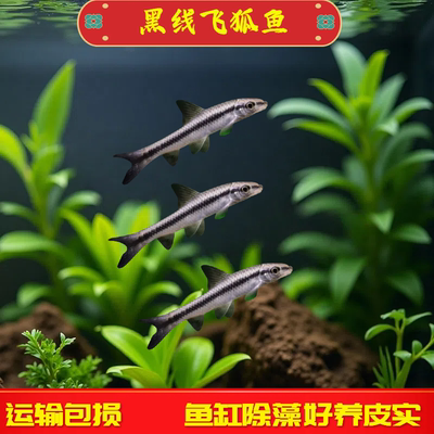 黑线飞狐鱼热带观赏鱼淡水工具鱼除藻鱼黑丝毛藻小型清洁鱼可混养