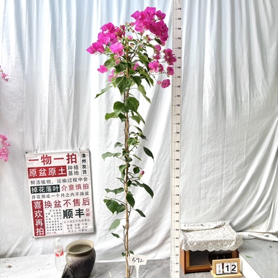 高飘【绿叶宫粉】592一物一拍漳州精品三角梅原生带盆土四季勤花