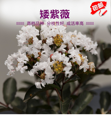 灌木耐晒庭院进口开花植物包邮