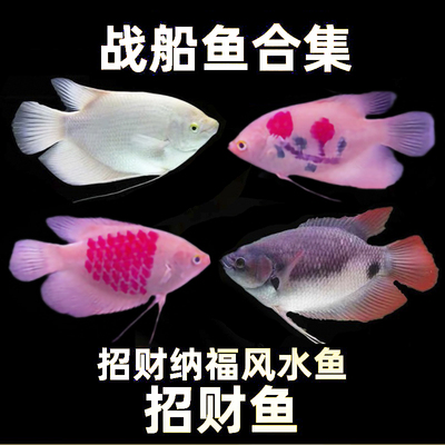 招财鱼活体活体战船鱼