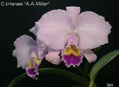 特里卡特兰C.trianaei fma.AA“Miller”OG日本株大花洋兰花卉