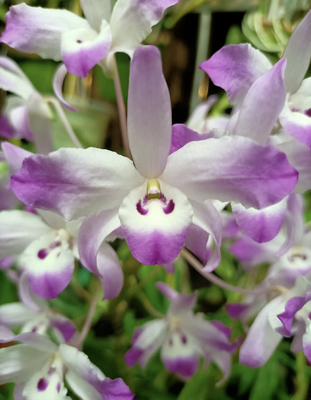 樱石斛  原生种石斛兰苗Dendrobium linawianum浓香洋吊兰花卉