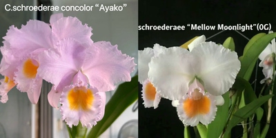 原种卡特兰舒罗C. schroderae（Ayako x Mellow Moonlight”浓香