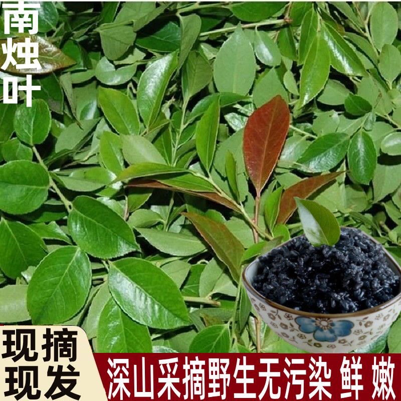 新鲜采摘南烛叶野生乌米饭叶子黑米饭现摘黑米饭叶天然植物南烛汁