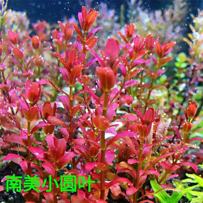 南美小圆自养水下叶中g中后景