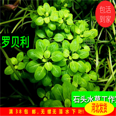 罗贝利水草中前景草缸有茎类自养
