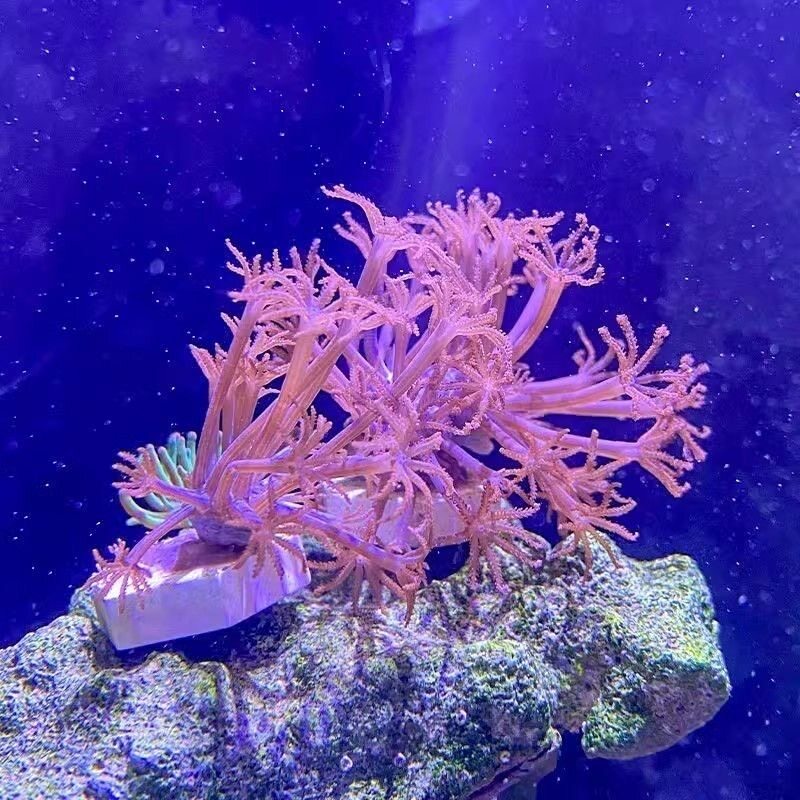 闪千手珊瑚海缸造景lps软体海葵海星活体生物荧光海葵海缸装饰