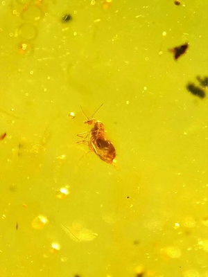 【素缘】缅甸纯天然虫珀吊坠0104 56琥珀带蚊子啮虫标本挂件戒面