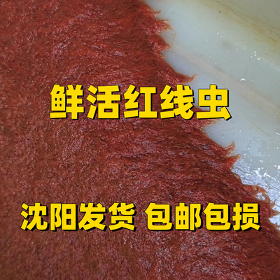 活红线虫蚯蚓鱼饲料中国