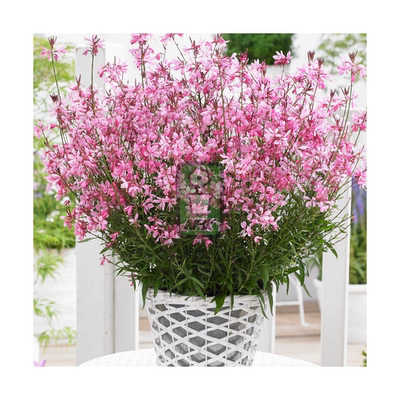 山桃草 深粉佳人 'BELLEZA Dark Pink' 多年宿根 耐寒花园植物