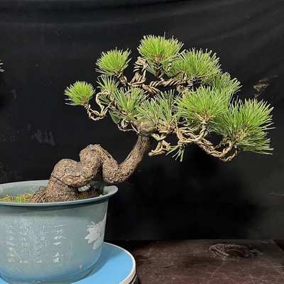 黑松盆景精品短针黑松造型黑松绿植盆栽黑松树苗阳台客厅办公桌