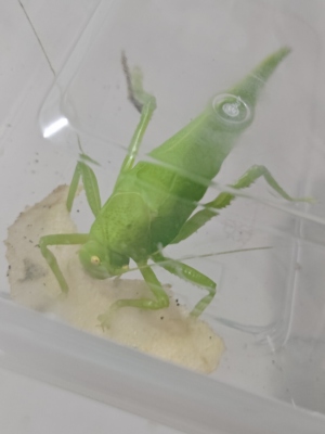 新到布鲁纳螽斯叫声好听类似鸟叫