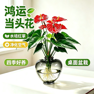 水培红掌盆栽四季开花鸿运当头