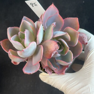 晚霞95 盆口9.3cm 2月15日直播 28包邮