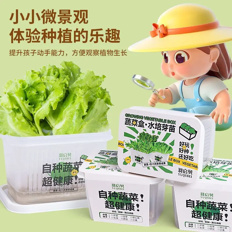 学生儿童益智种植空心菜水培发芽植物盆裁儿童观察花农绿植蔬菜盒