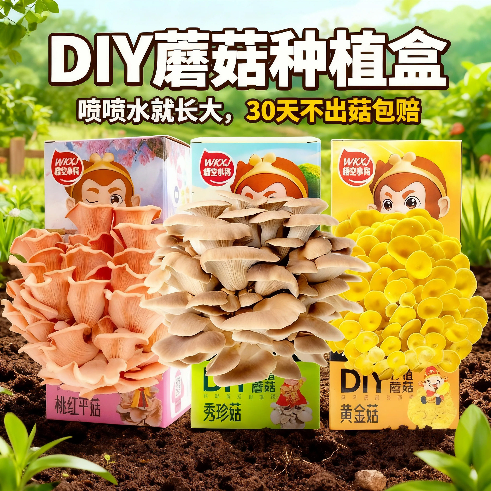 悟空小将DIY秀珍菇种植家庭种植蘑菇菌包蘑菇盒种植桃红菇榆黄蘑