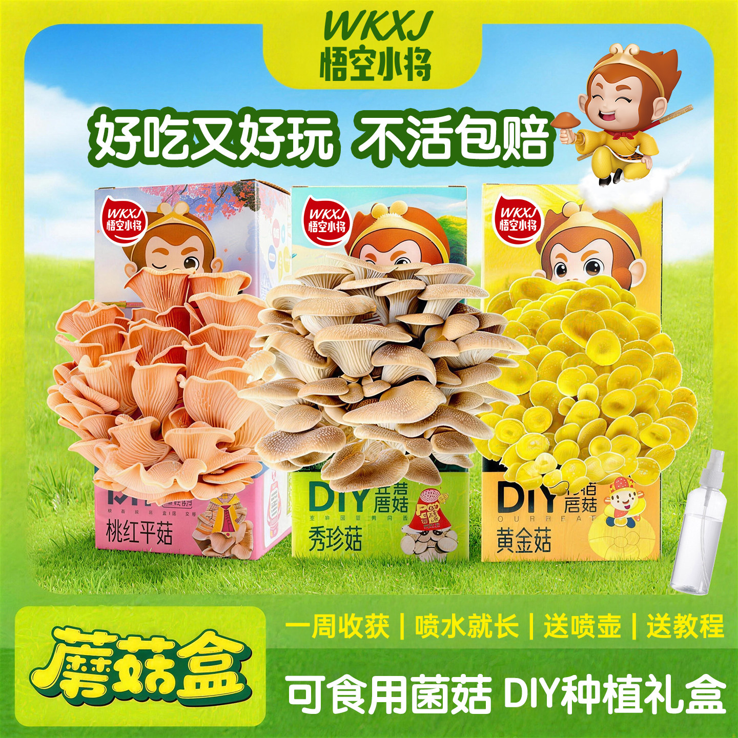 蘑菇种植包儿童种植蘑菇小盆栽学校趣味神奇植物家庭蘑菇盆栽小孩