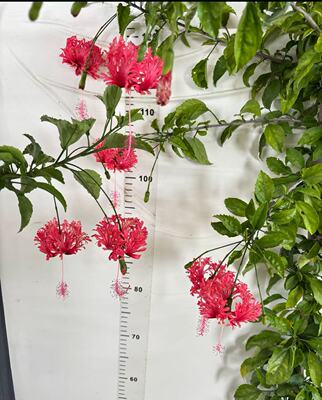 吊灯裂瓣扶桑花 四季开花盆栽 庭院阳台好养花卉