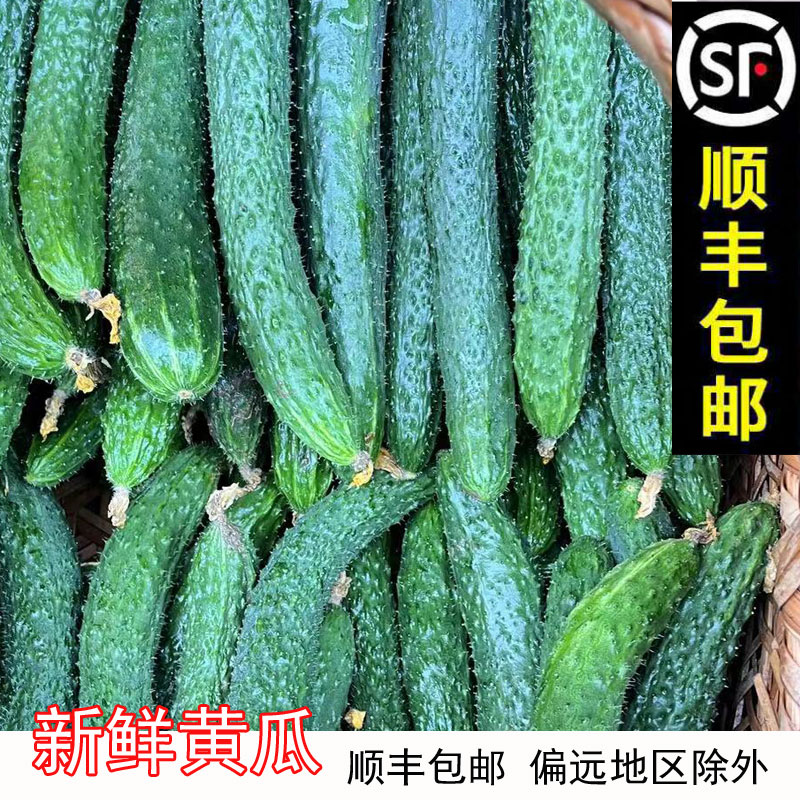 安徽无为特产新鲜黄瓜3斤5斤装露天种的现摘现发当季时令蔬菜包邮