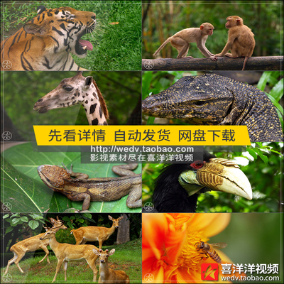 C011野生动物狮子老虎猴子蜻蜓长颈鹿大自然风景高清实拍视频素材