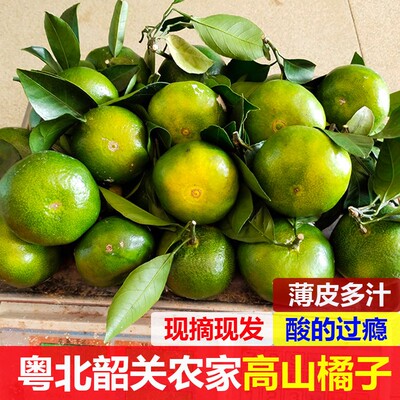 韶关农家高山蜜桔酸甜可口