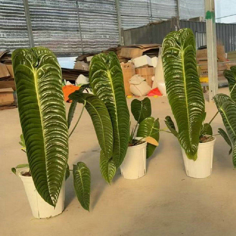 极密火鹤王花烛Anthurium veitchii 北欧风室内高级观叶大叶热植