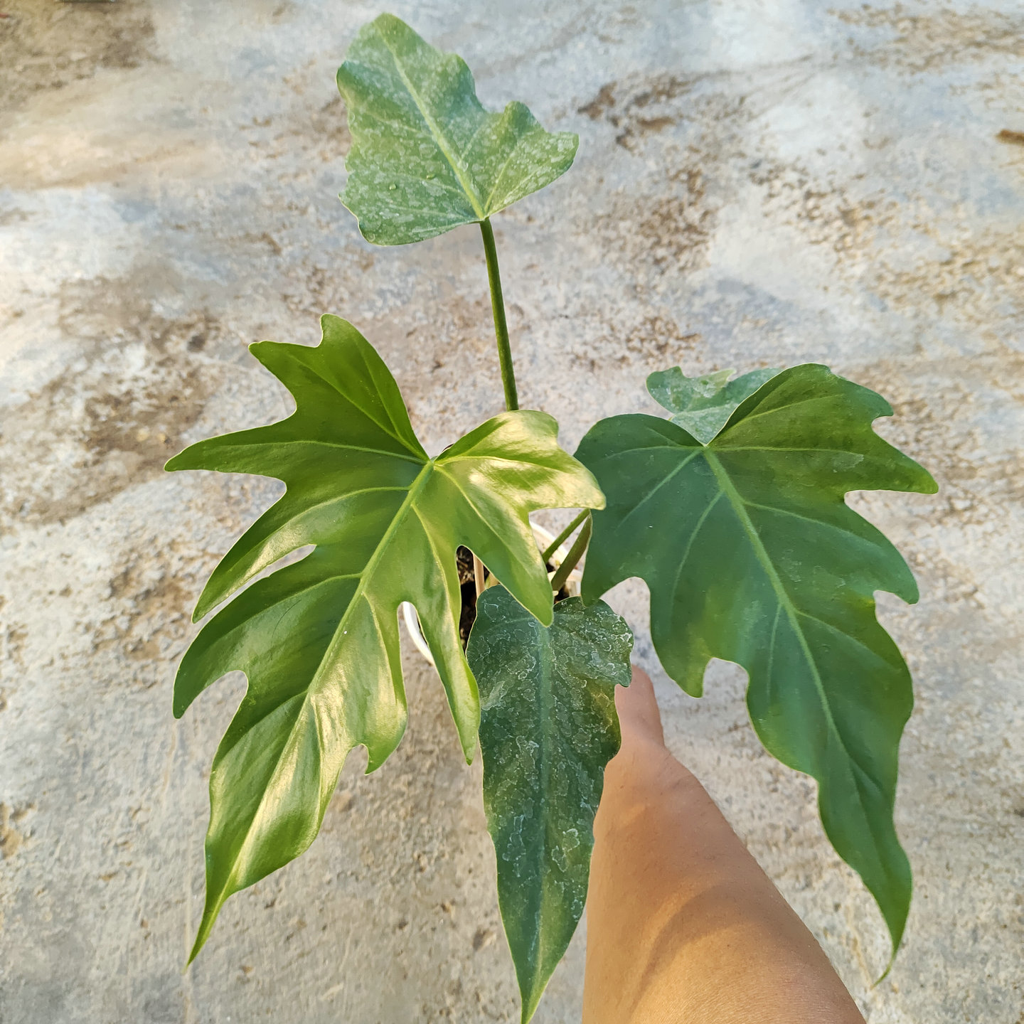 希望蔓绿绒ins北欧绿植室内盆栽桌面盆景防辐射绿植新潮大型叶子