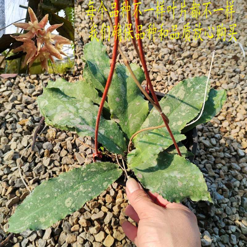 稀有波状叶球兰盆栽 Hoya undulata 观叶阳台绿植花卉 叶片可晒红