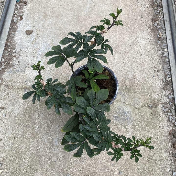 厄瓜多尔紫茄暗黑系列小众治愈观叶垂吊兰雨林缸室内观叶绿植盆栽
