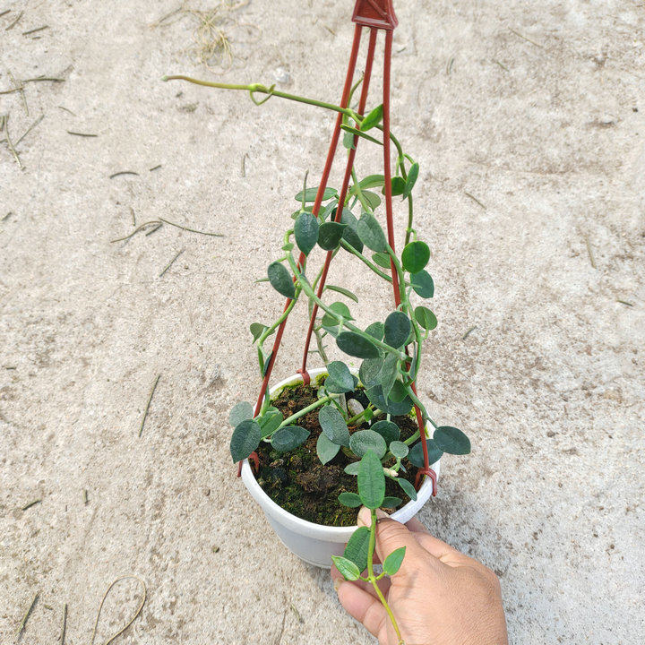 石生球兰Hoya Lithophytica 可爱小叶形勤花品种室内垂吊阳台爬藤