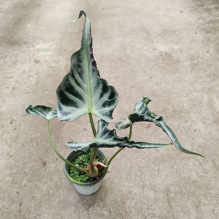 老桩洛克海芋稀有室内桌面绿植热带植物趣味好养窗台书桌海芋盆栽