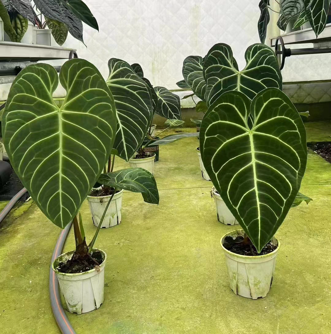 大叶脑纹帝王花烛室内大叶Anthurium regale阳台室内客厅桌面绿植