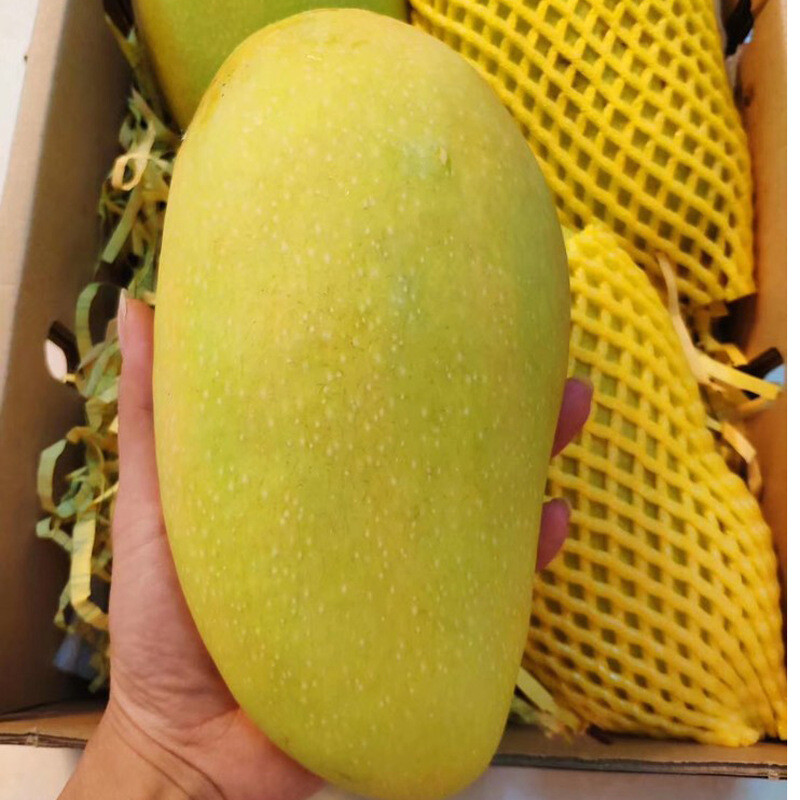 海南金煌芒整箱当季新鲜热带水果水仙芒甜心超大芒果5斤现摘包邮