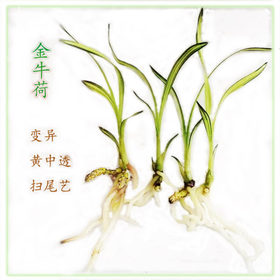 春兰金牛变异中透扫尾组培花卉