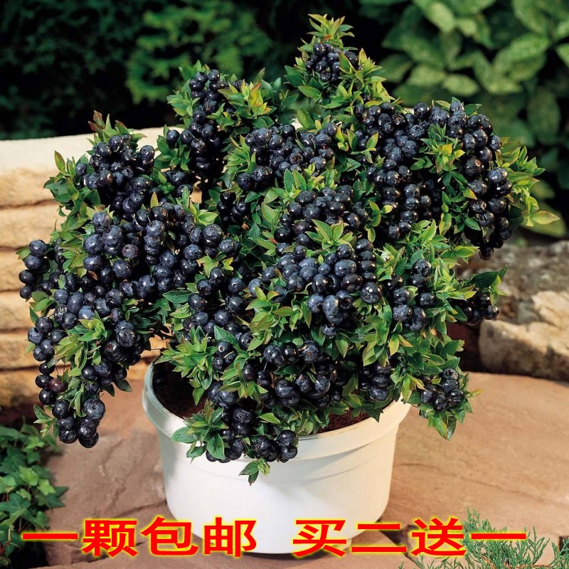 蓝莓苗蓝莓树苗盆栽地栽当年结果室外阳台南方北方种植特大果树苗