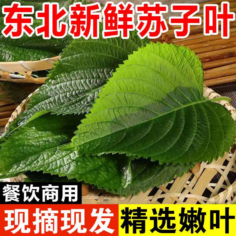 东北新鲜紫苏叶苏子叶现摘现发精选嫩叶韩国烤肉叶餐饮商用蔬菜